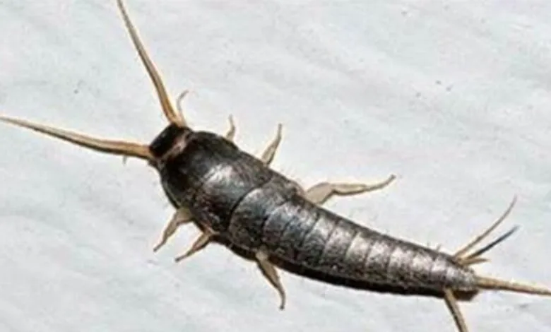 Esse bichinho feio e destruidor vive em nossa casa! E você vai ficar ...